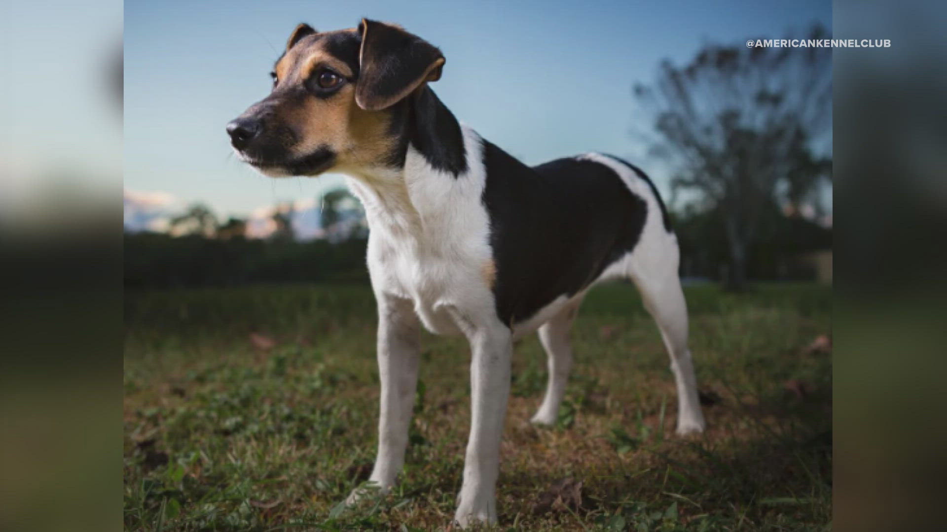 How to watch National Dog Show 2024 on Thanksgiving Day | 9news.com