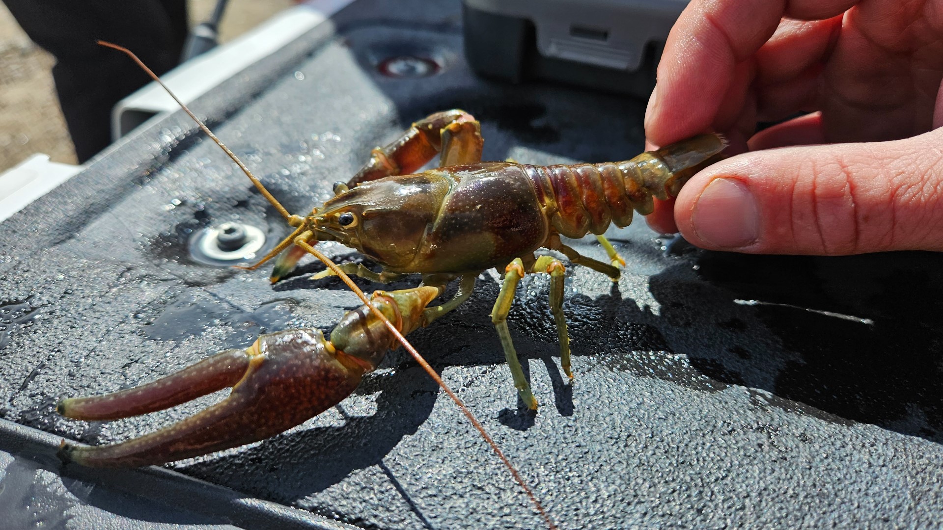 Invasive rusty crayfish found in Colorado mountain lake | 9news.com