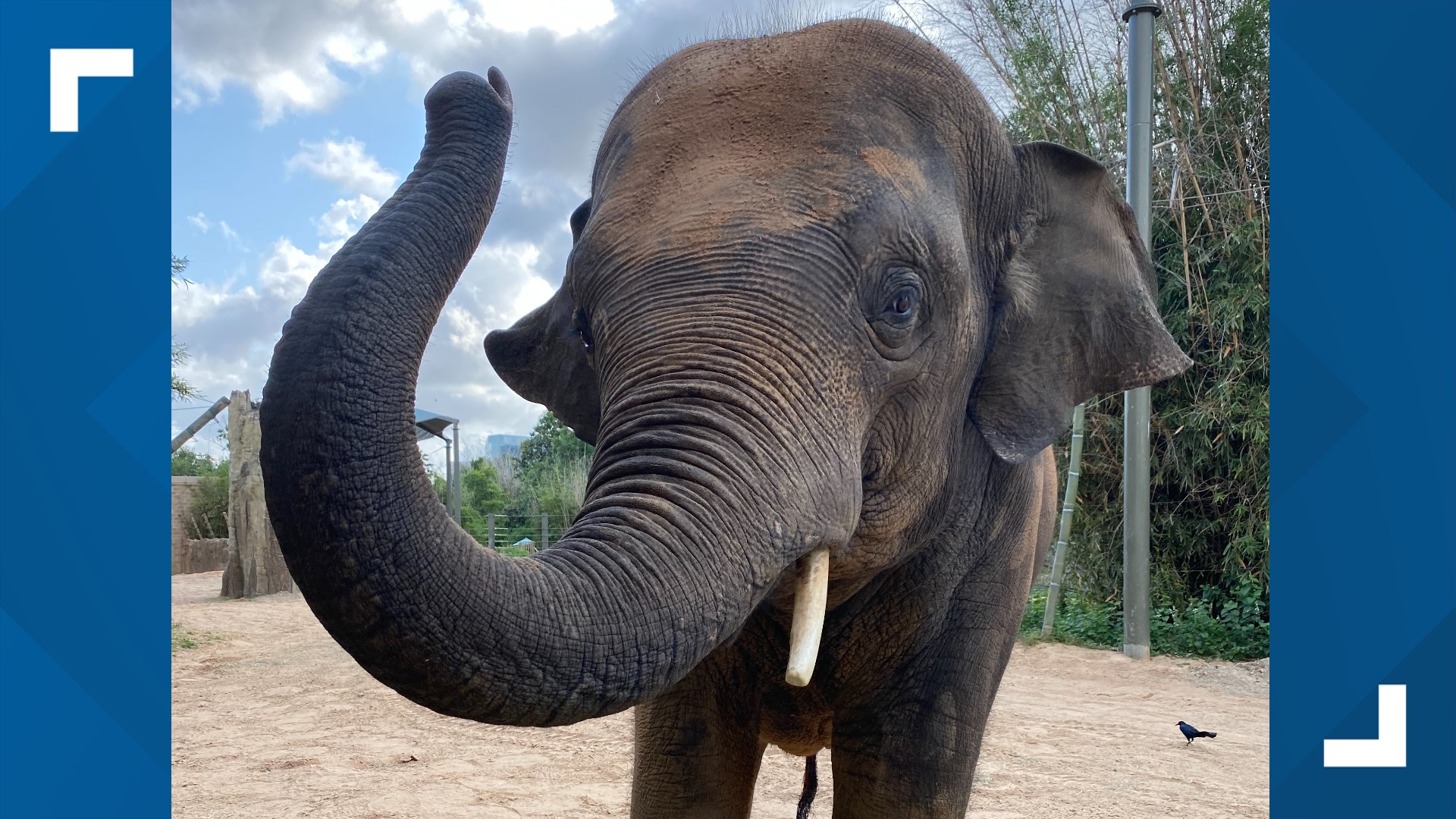 Denver Zoo has a new Asian elephant that comes from Houston | 9news.com