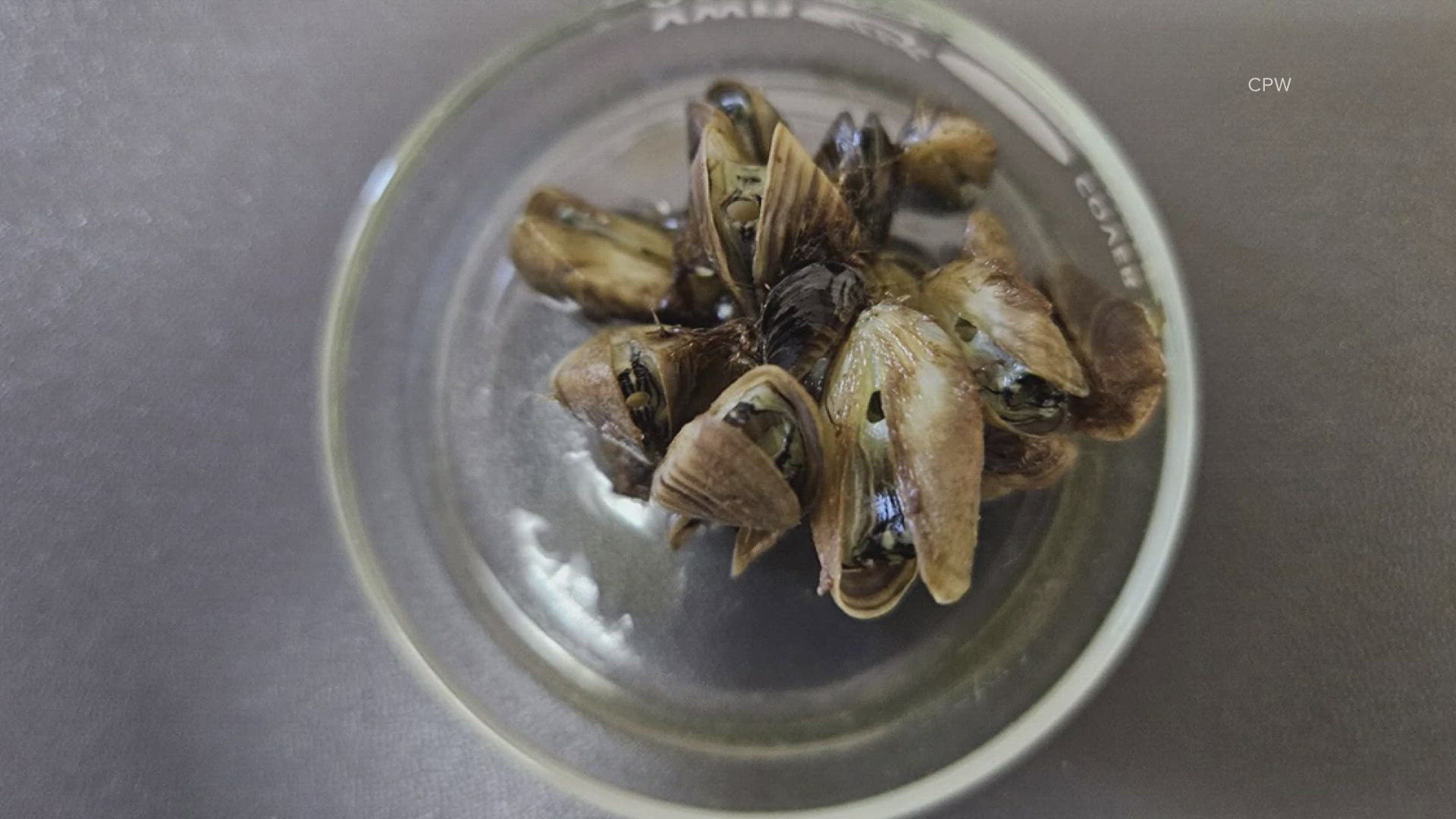 Colorado steps up zebra mussel battle with key discovery | 9news.com