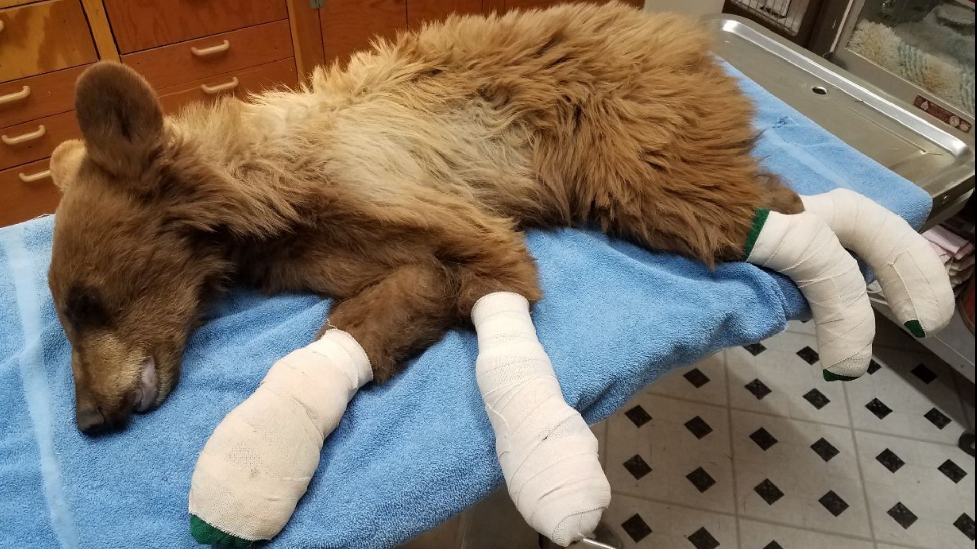 Bear hurt in wildfire near Durango released back to the wild | 9news.com