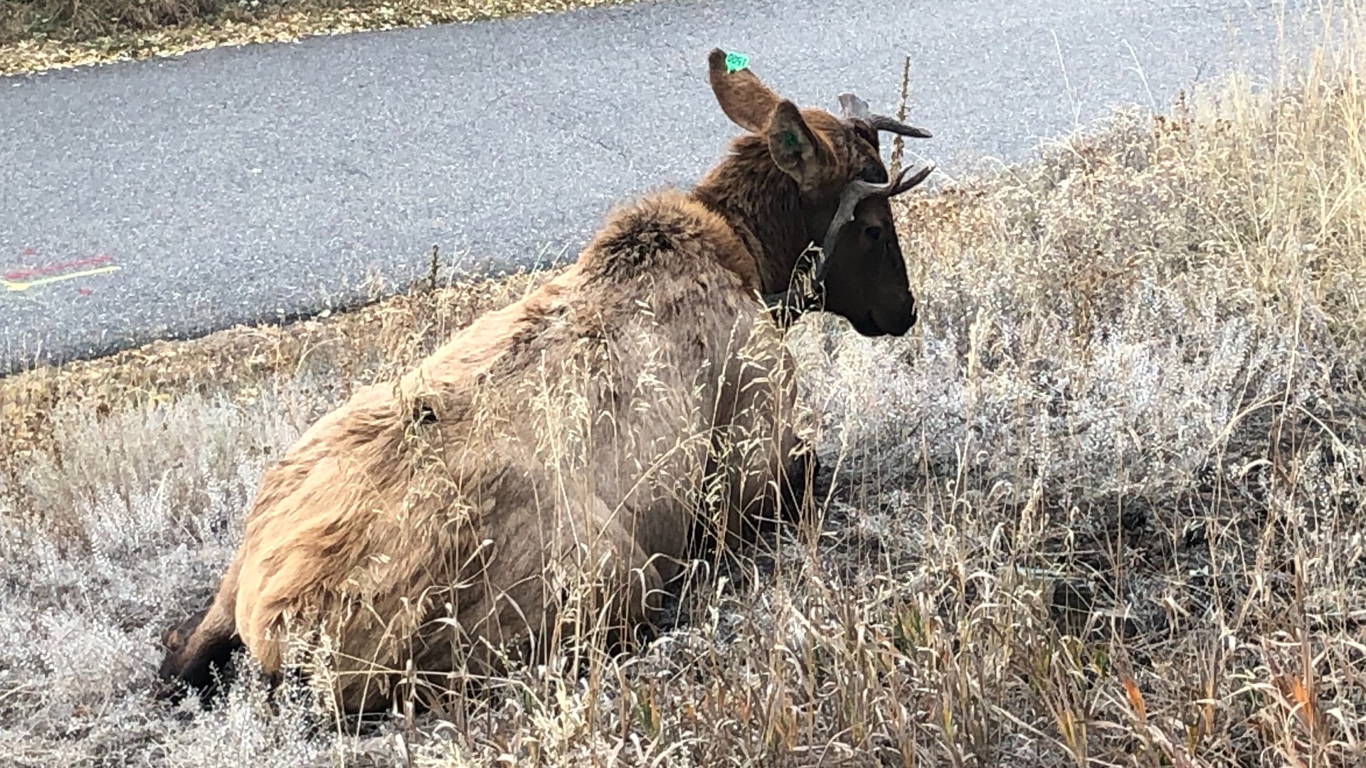 Colorado Parks & Wildlife frees elk from child's swing | 9news.com
