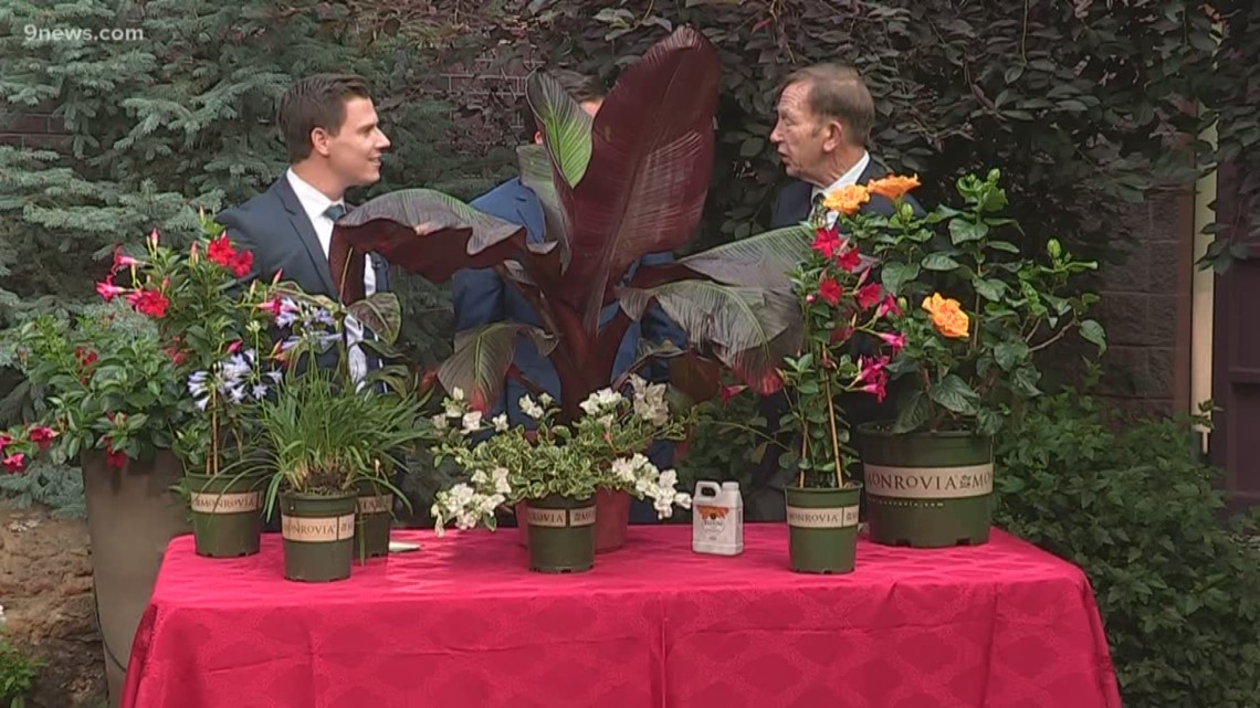 Proctor's Garden: It's time for the tropical plants | 9news.com