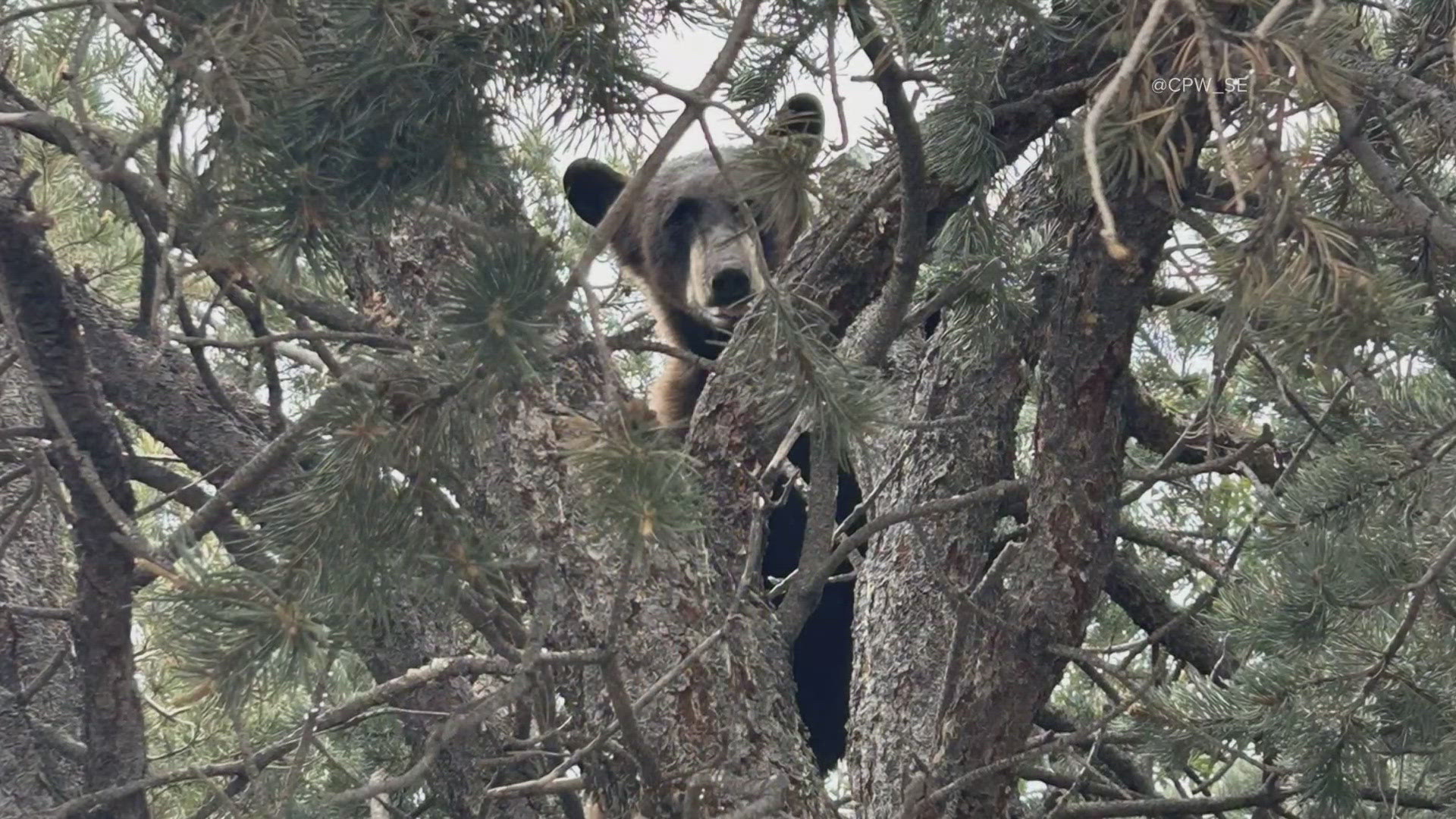 CPW relocates young bear found roaming in Colorado Springs neighborhood ...