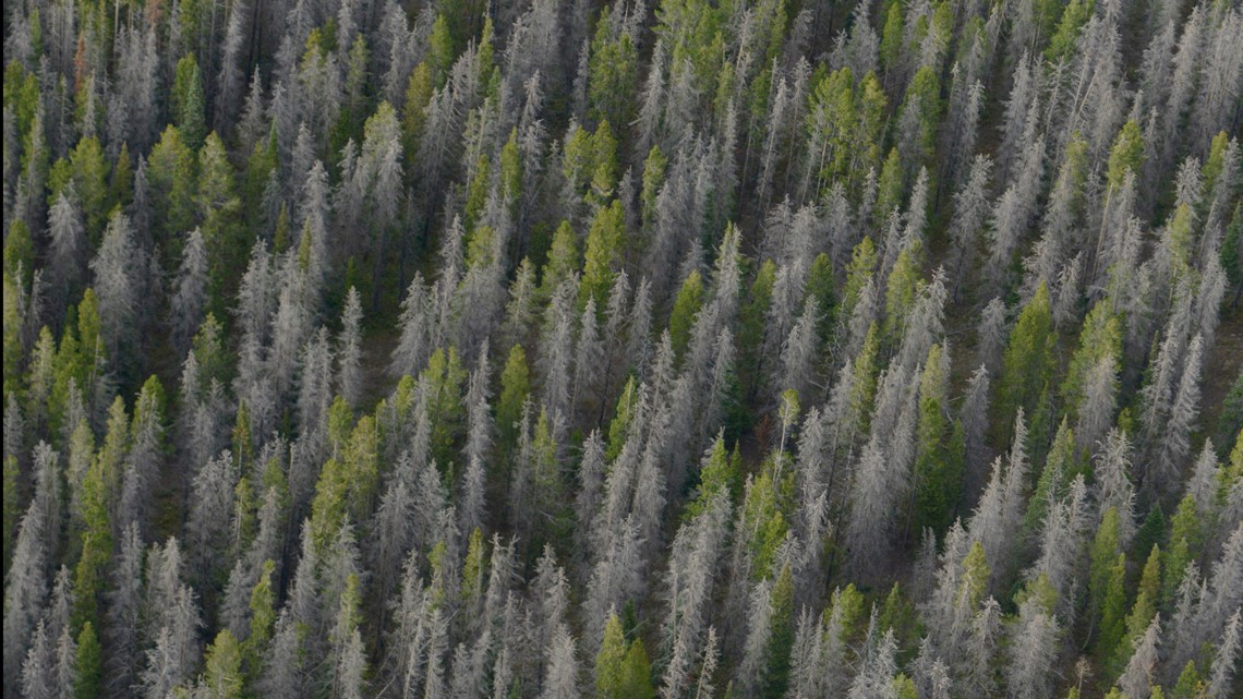 Spruce beetle infestation worsens in Colorado forests | 9news.com