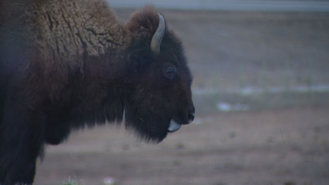 Denver Mountain Parks bison return to Native lands | 9news.com