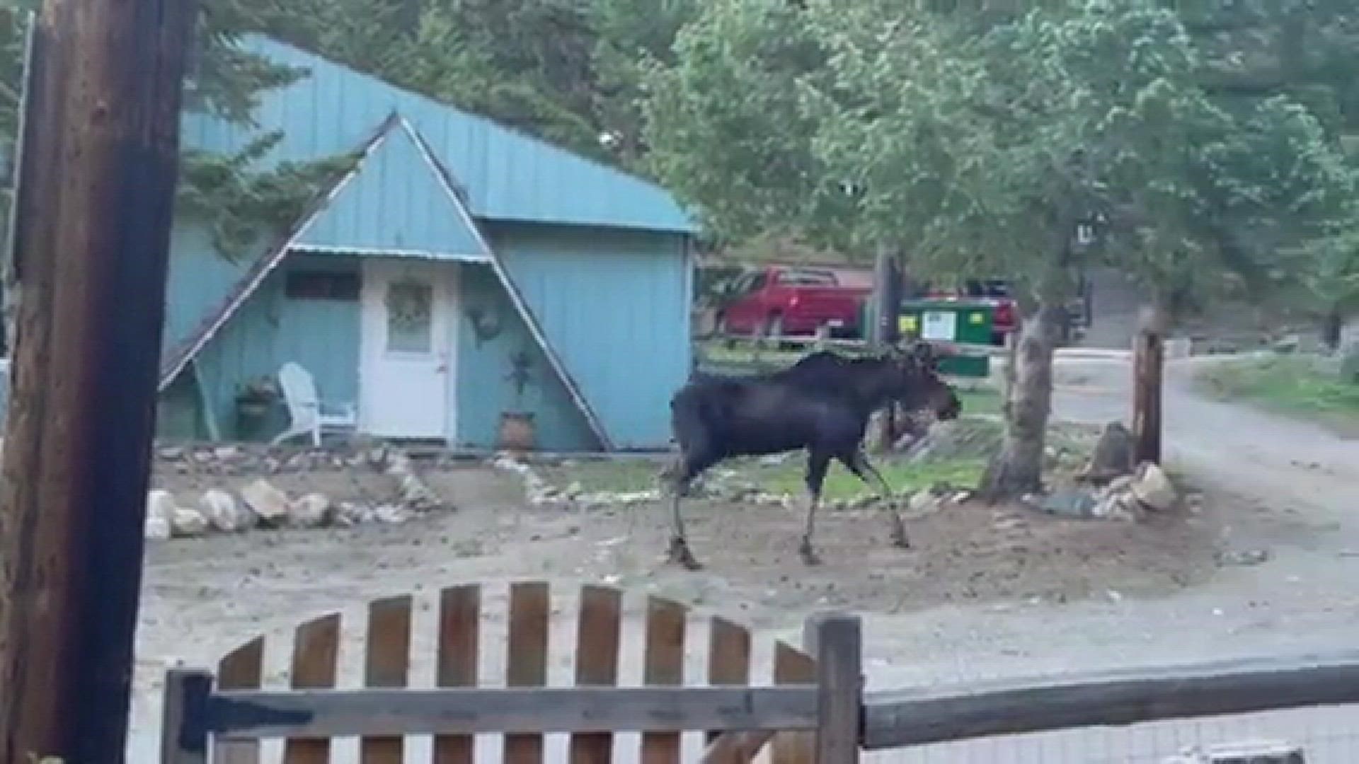 Main Street Moose | 9news.com