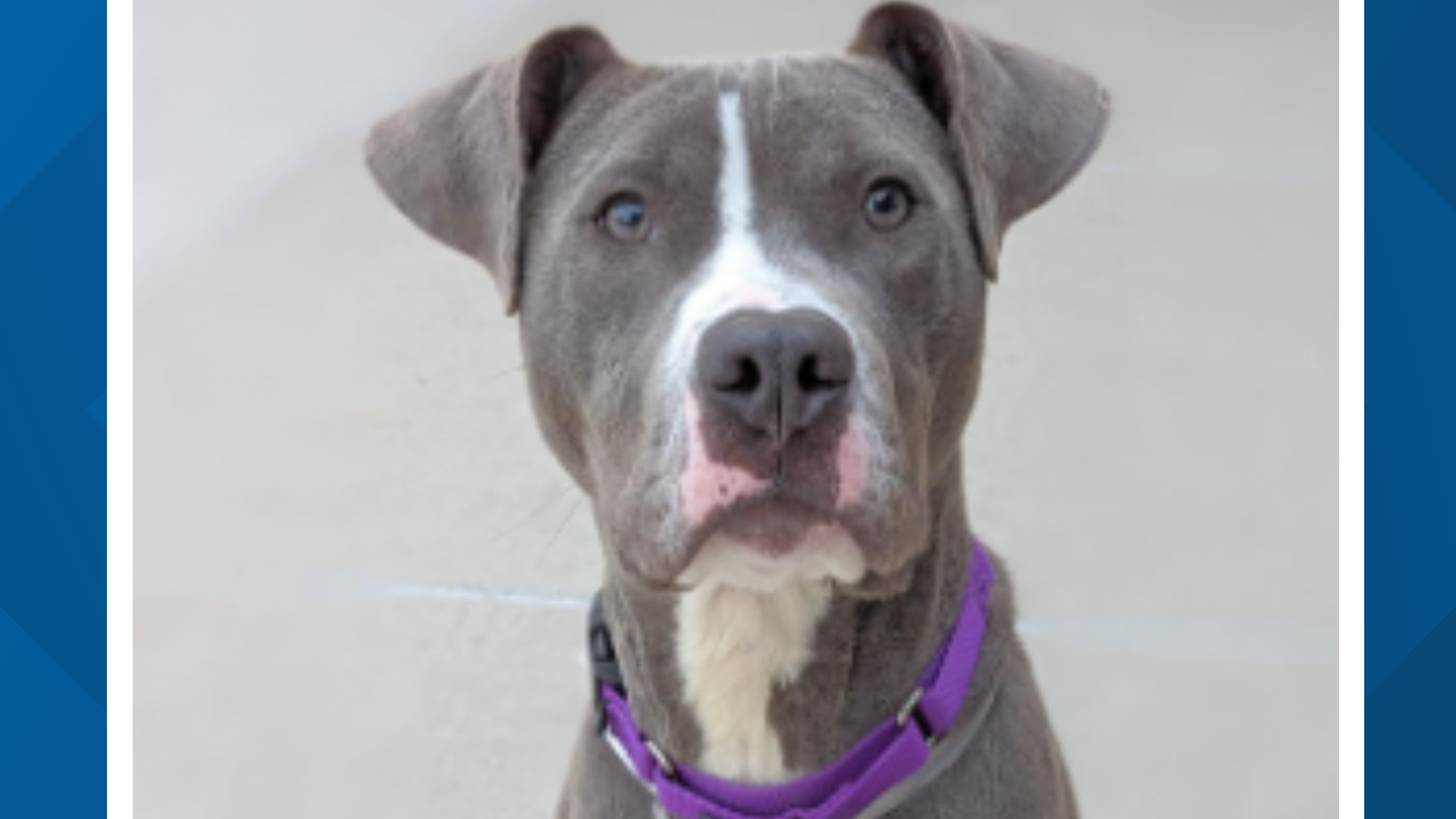 Denver Animal Shelter offering holiday adoption deal | 9news.com