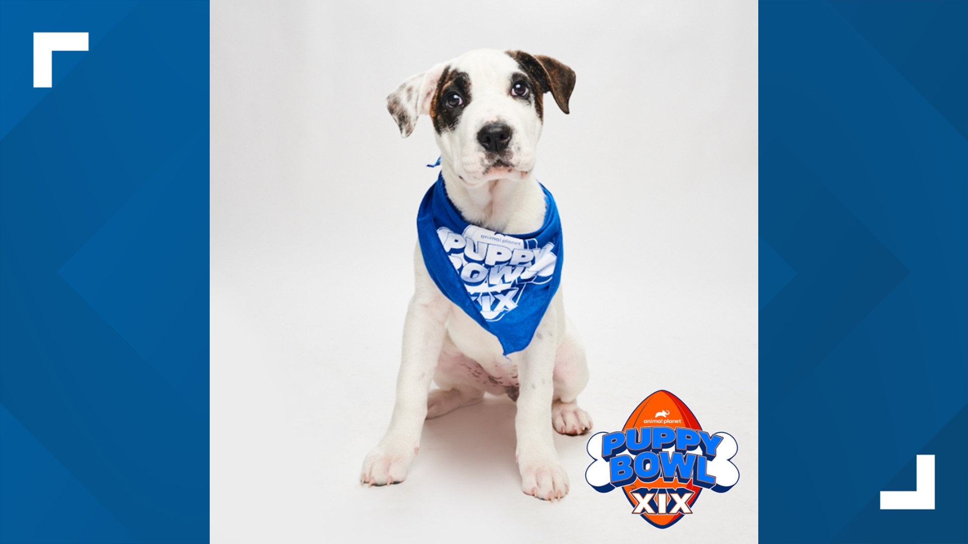Meet 6 Colorado puppies competing in the 2023 Puppy Bowl | 9news.com