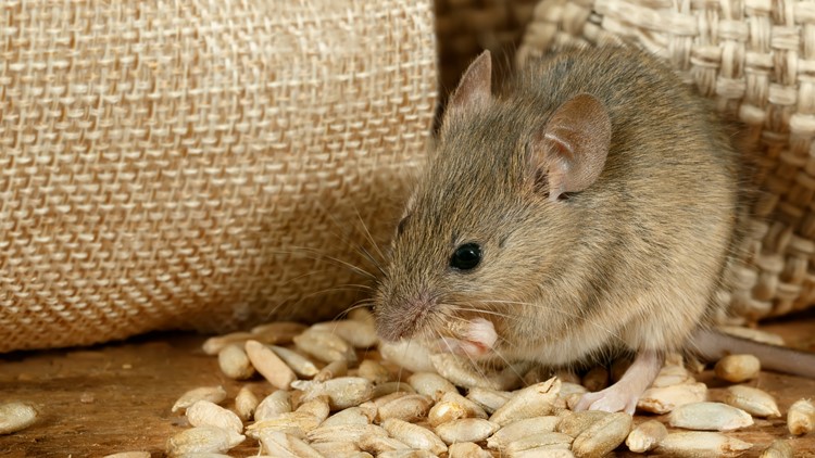 What to do if you live in Colorado and have a rat problem | 9news.com