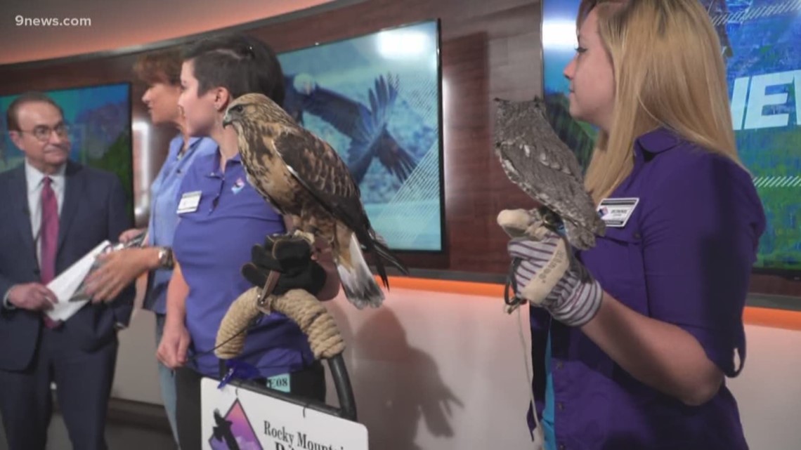 Rocky Mountain Raptor Program gives raptors a second chance at freedom ...