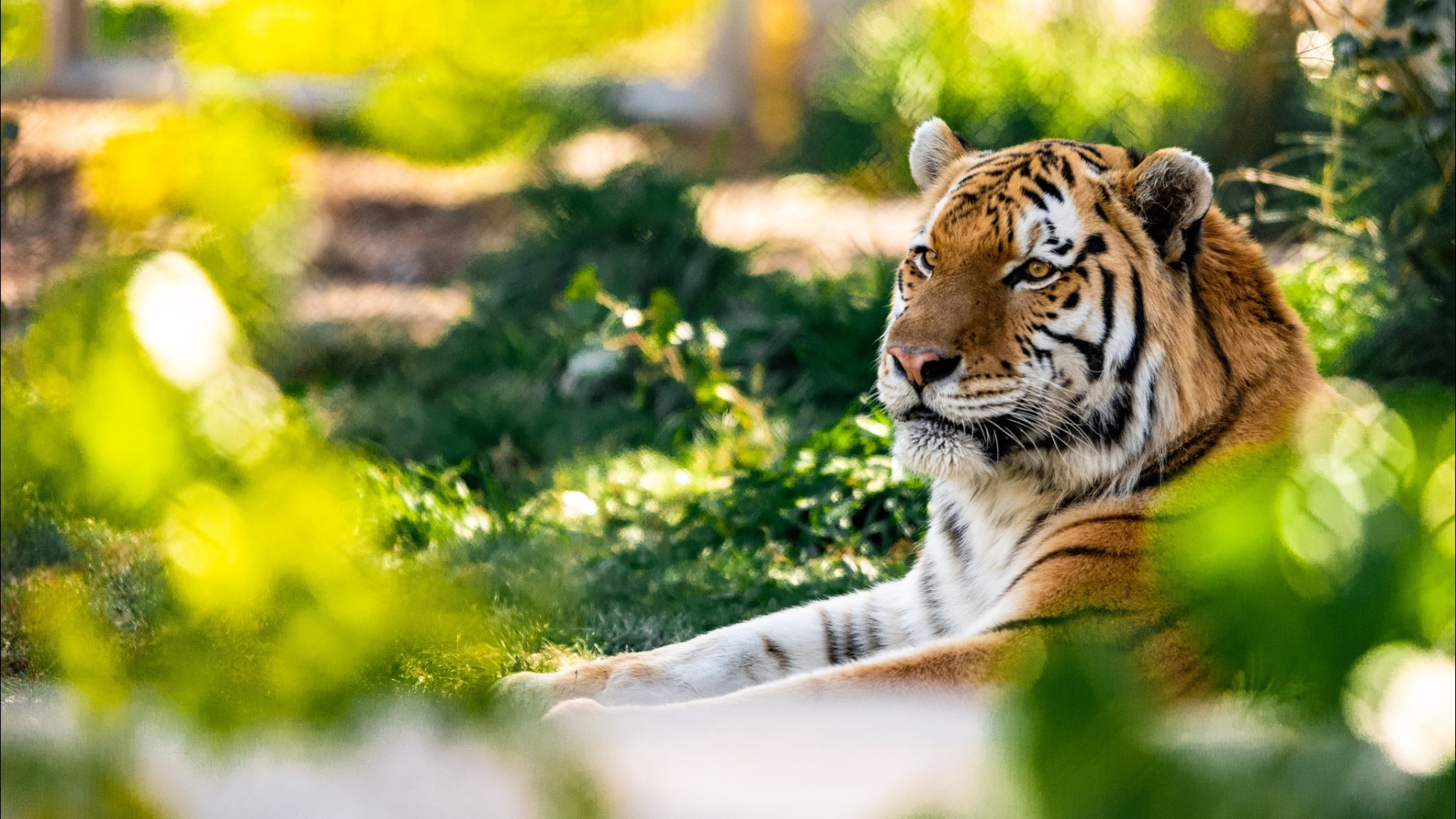 Denver Zoo announces passing of 12-year-old tiger Yuri | 9news.com