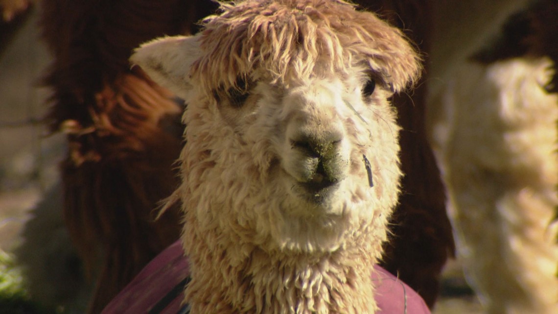 PHOTOS: Inside the Tenacious Unicorn Ranch near Westcliffe | 9news.com