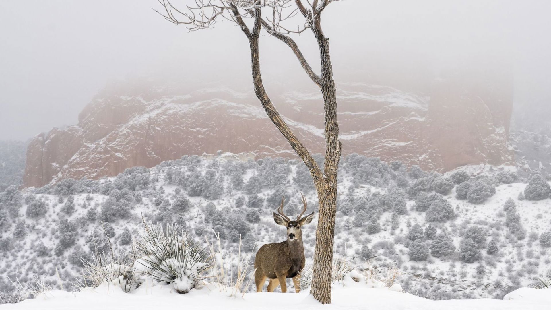 Colorado snow totals: How much fell Feb. 20-21 snowstorm in Denver metro area | 9news.com