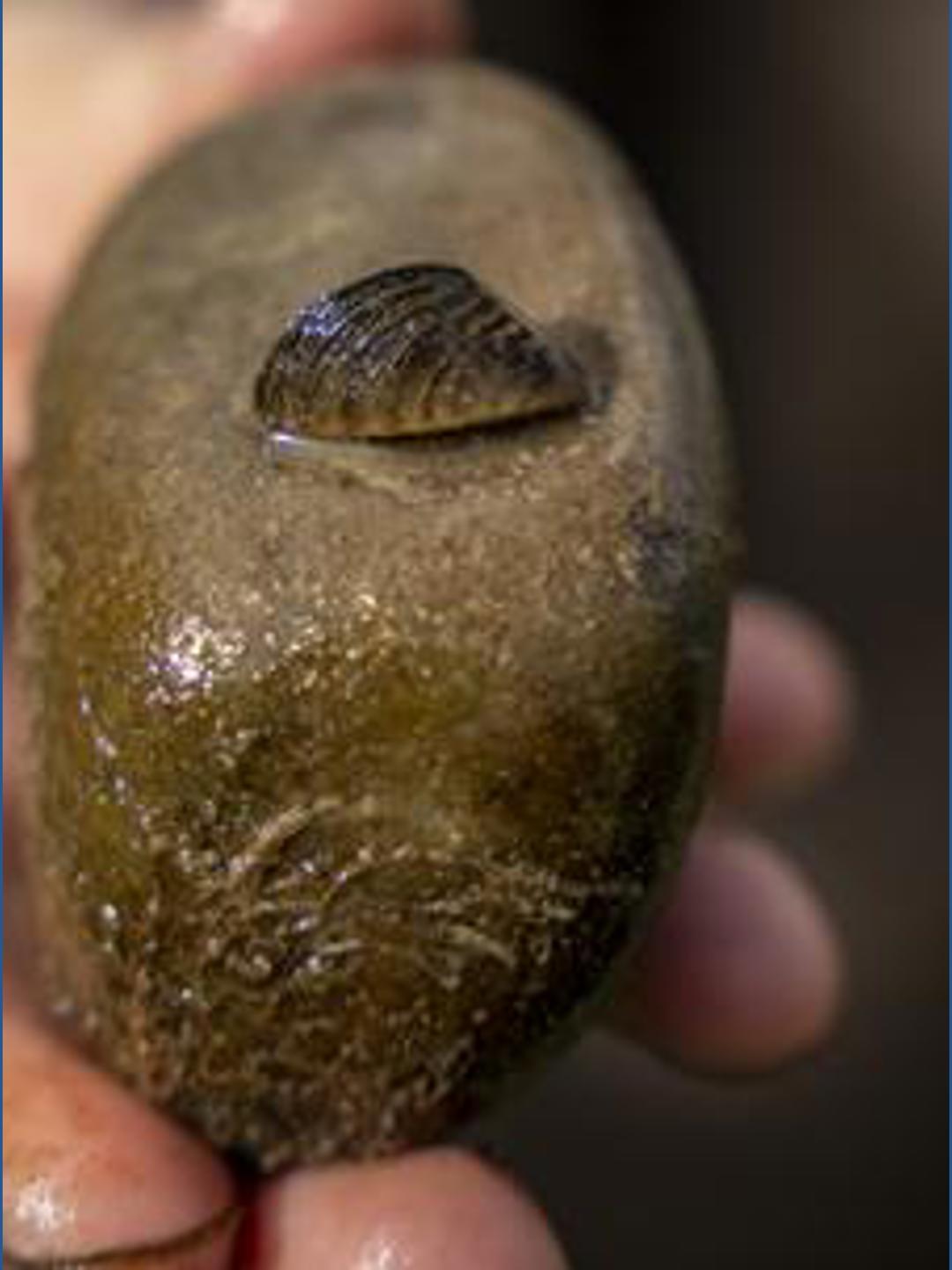 Colorado River: Adult zebra mussels found | 9news.com