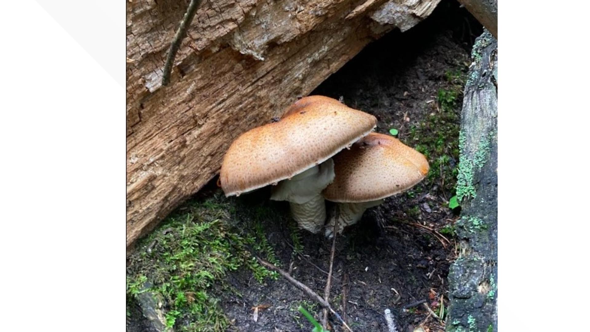Students push for an official state mushroom, Agaricus julius, to be ...