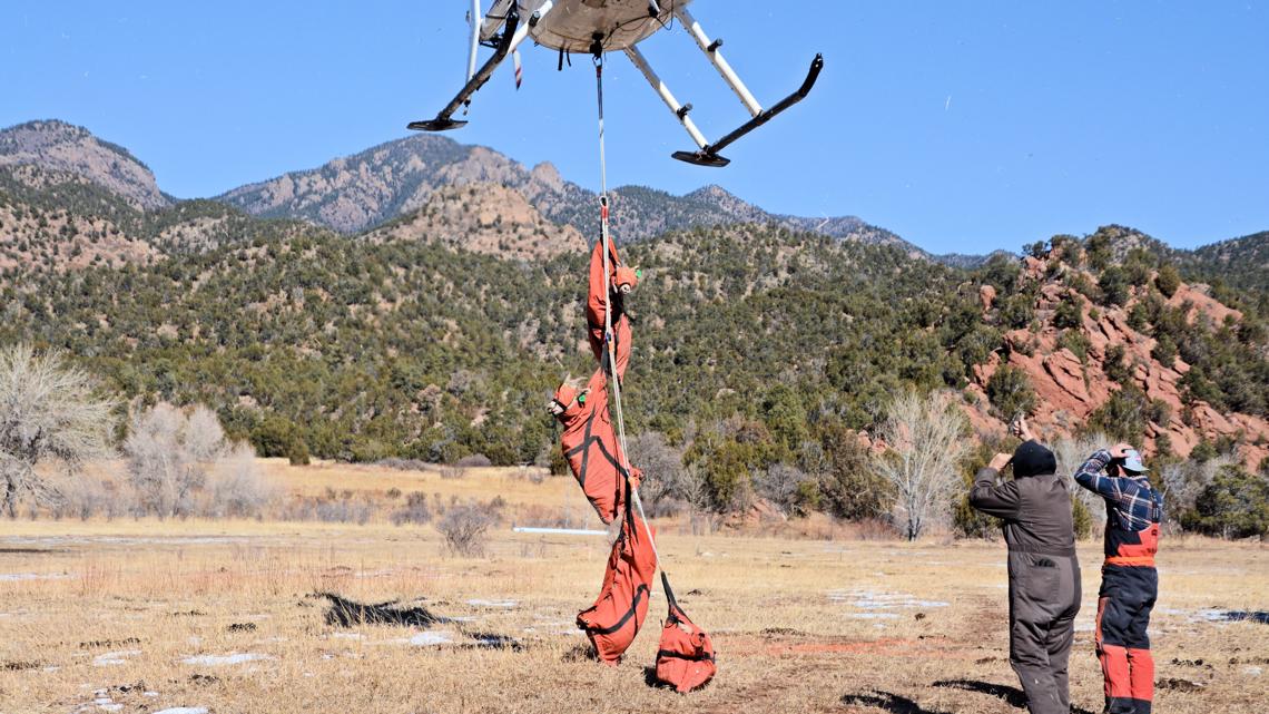 Colorado bighorn sheep go for a helicopter ride to new home | 9news.com