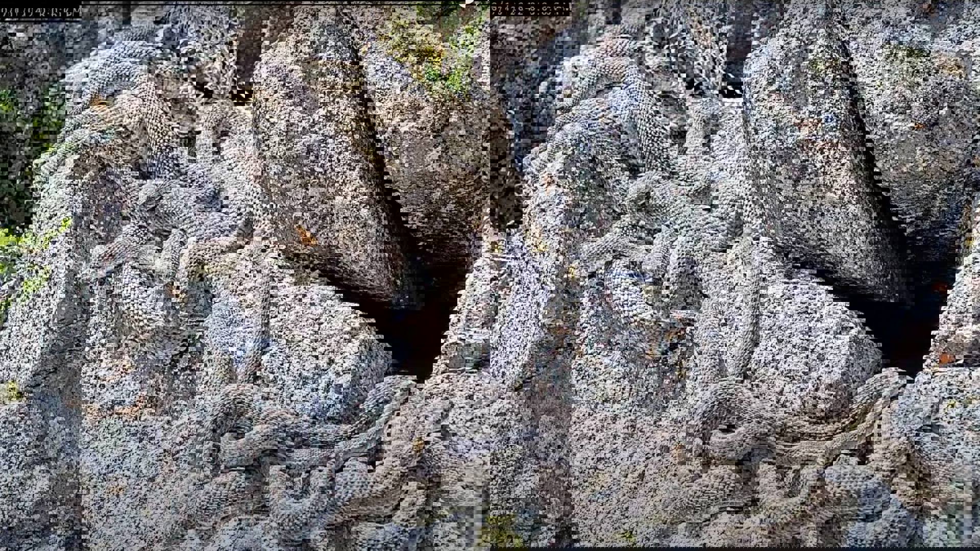 Hundreds of rattlesnakes gather at secret 'mega-den' in Colorado ...