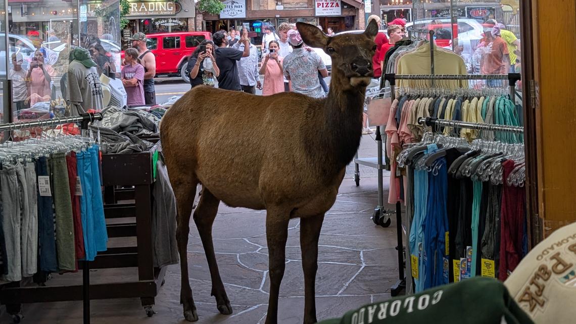 Elk visit Estes Park stores amid unusual sightings | 9news.com