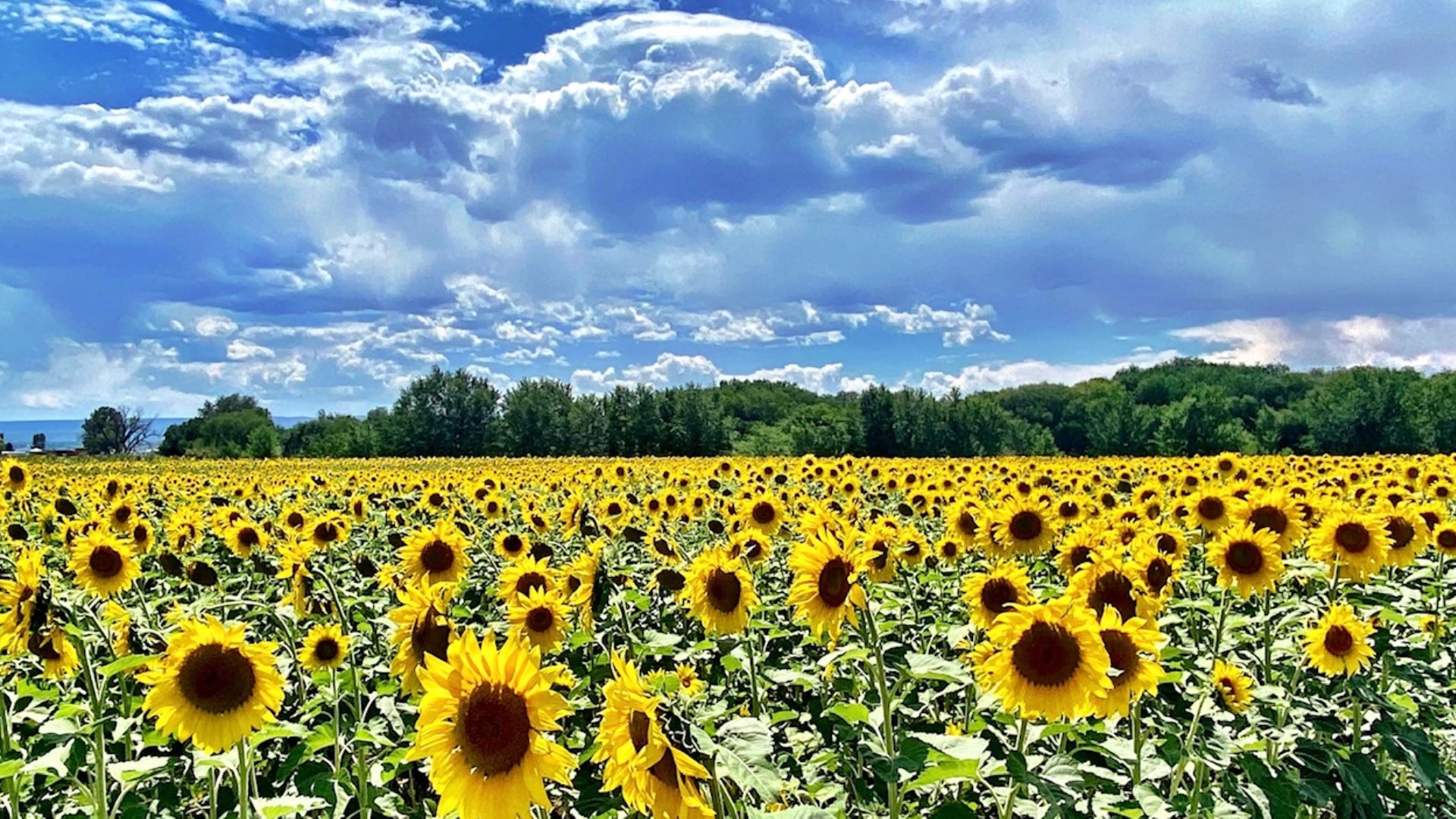 Incredible sunflower photos from across Denver and Colorado | 9news.com