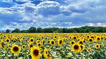 Incredible sunflower photos from across Denver and Colorado | 9news.com