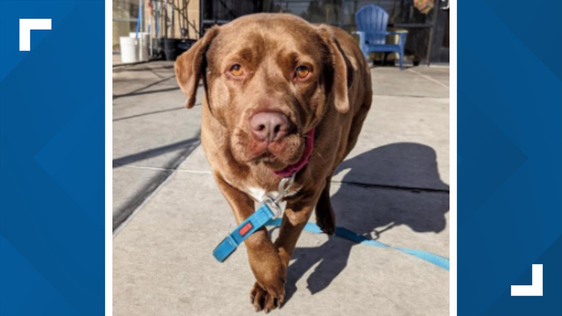 Denver Animal Shelter offering holiday adoption deal | 9news.com