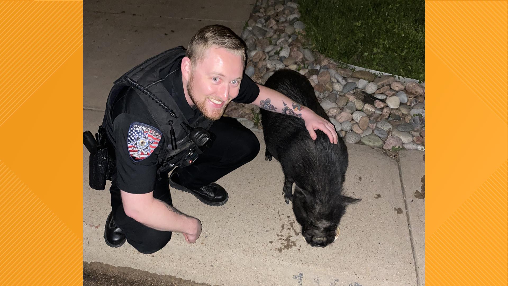 Lost pig Chris P. Bacon picked up by deputies in Denver metro | 9news.com