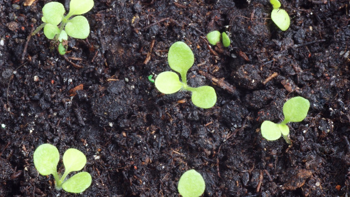 Winter seed sowing tips: The best seeds to plant for spring | 9news.com