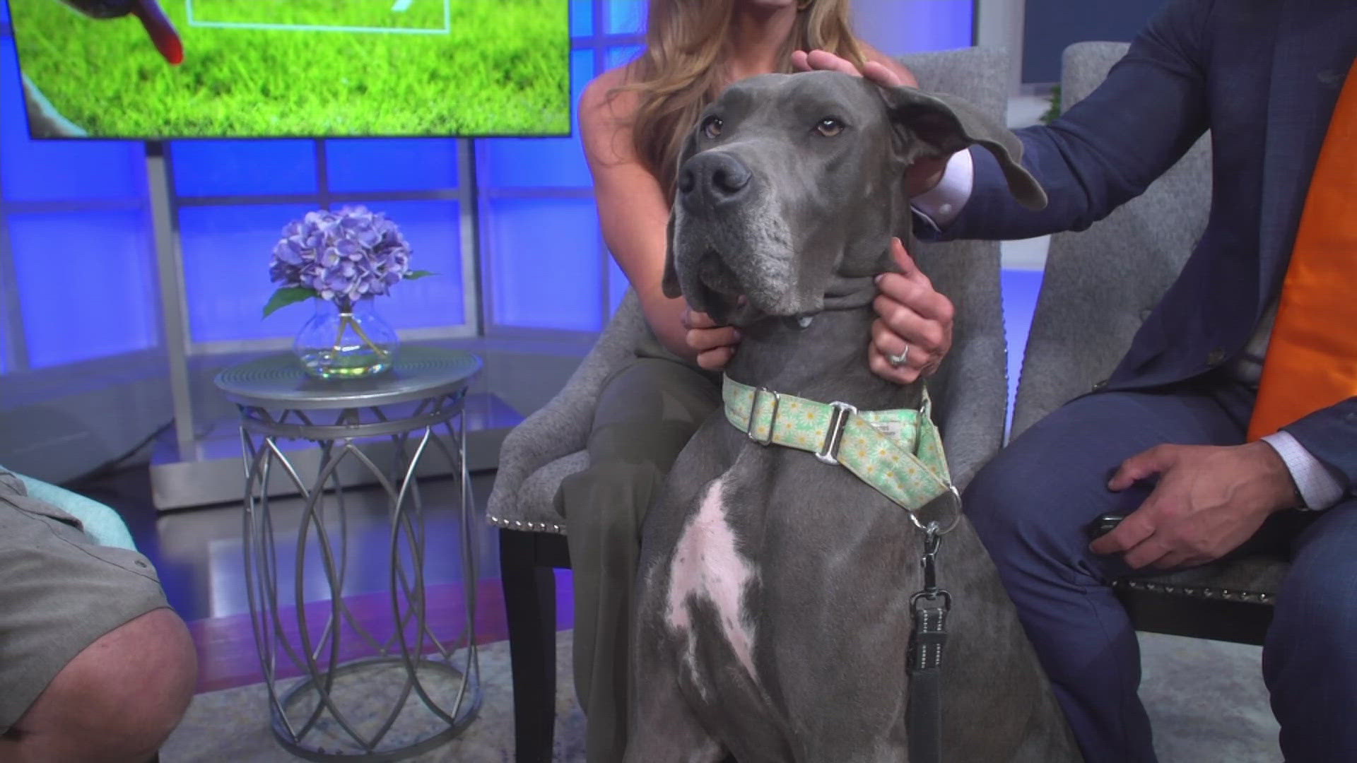 Adopt Athena: Loving Great Dane seeks her forever home | 9news.com