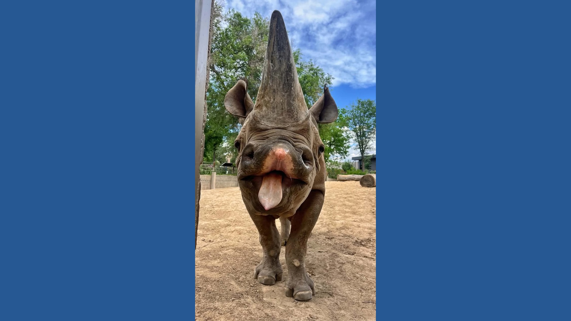 Beloved black rhino Rudy euthanized after chronic health conditions ...