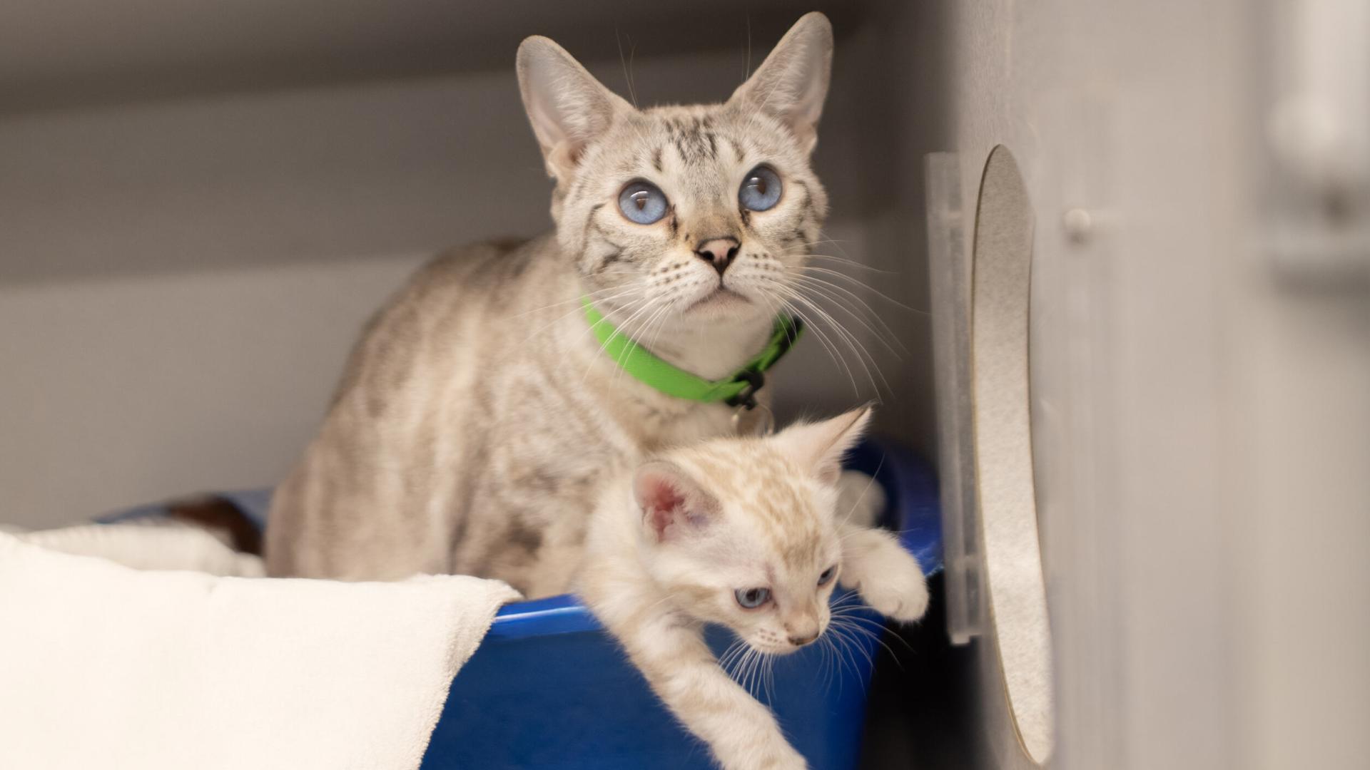 Humane Colorado seeks donations for rescued cats | 9news.com
