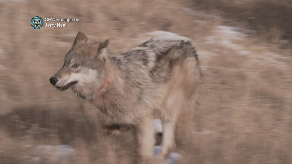 Ranchers want better communication from CPW about wolves | 9news.com