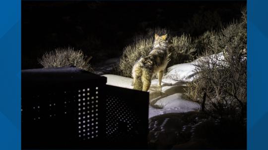 CPW releases new wolves in Eagle, Pitkin counties | 9news.com