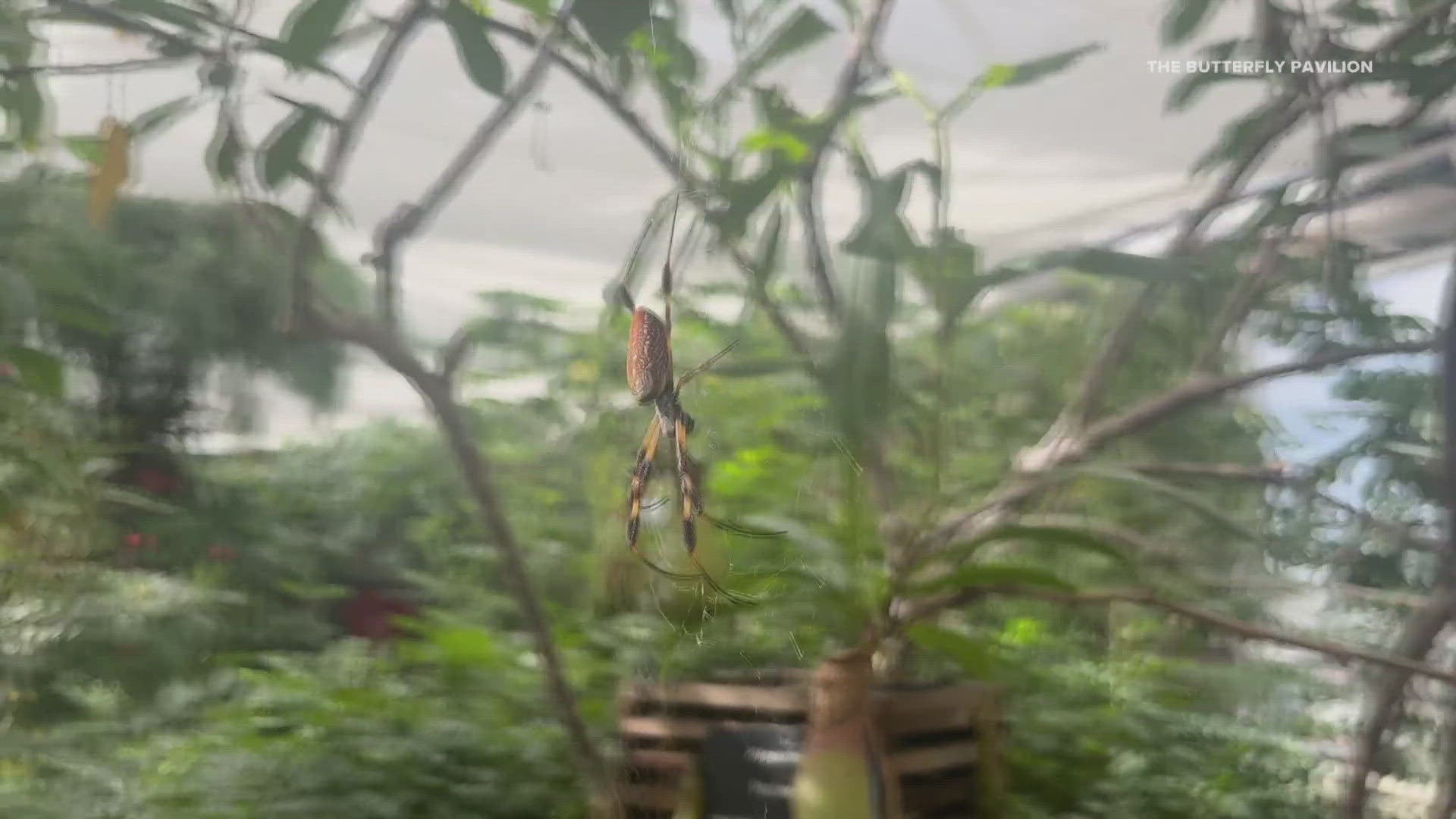 Halloween-inspired spider exhibition open at the Butterfly Pavilion ...