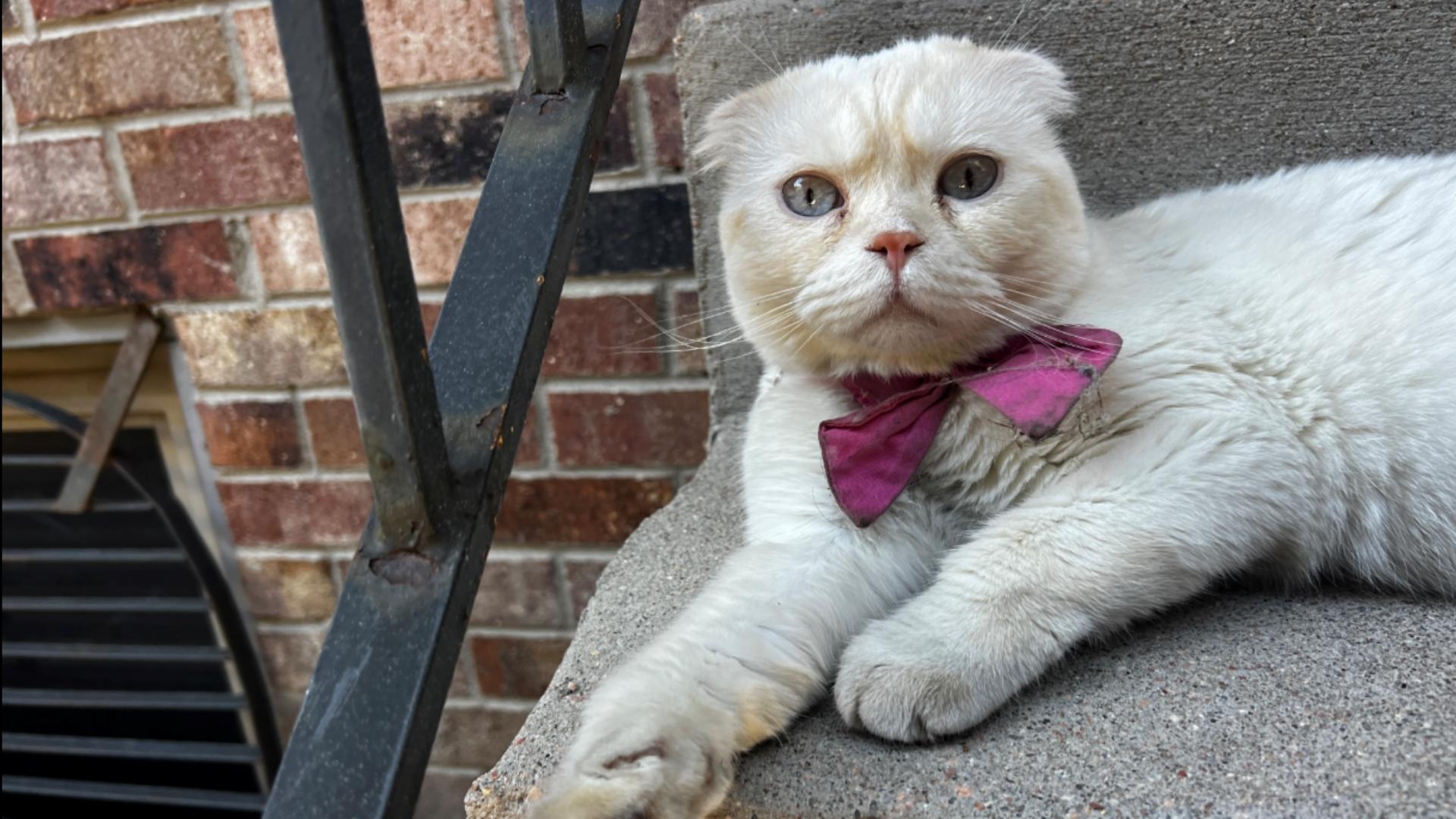 Lost cat with bowtie reunites with owners in Centennial | 9news.com