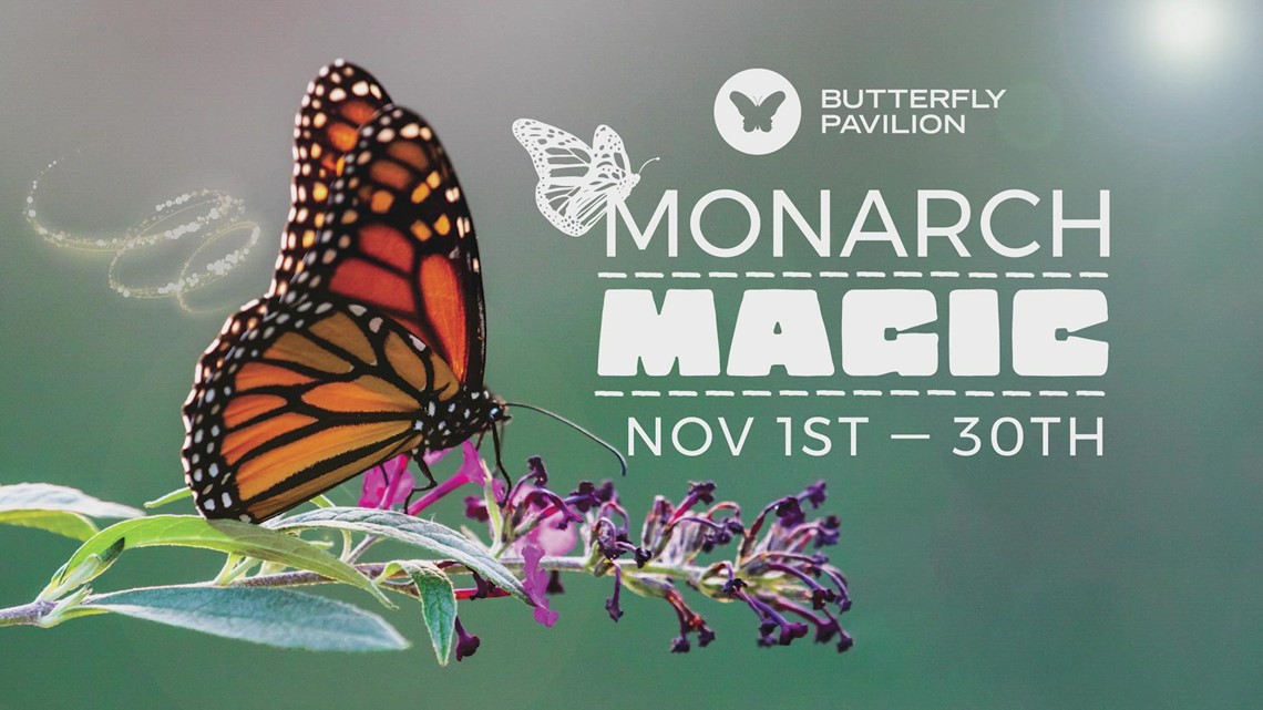 Monarch Magic is back | 9news.com
