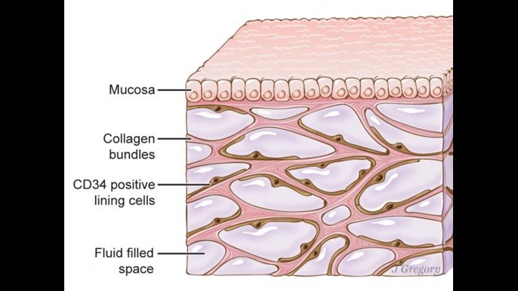 Let's learn more about that 'new' organ just discovered | 9news.com