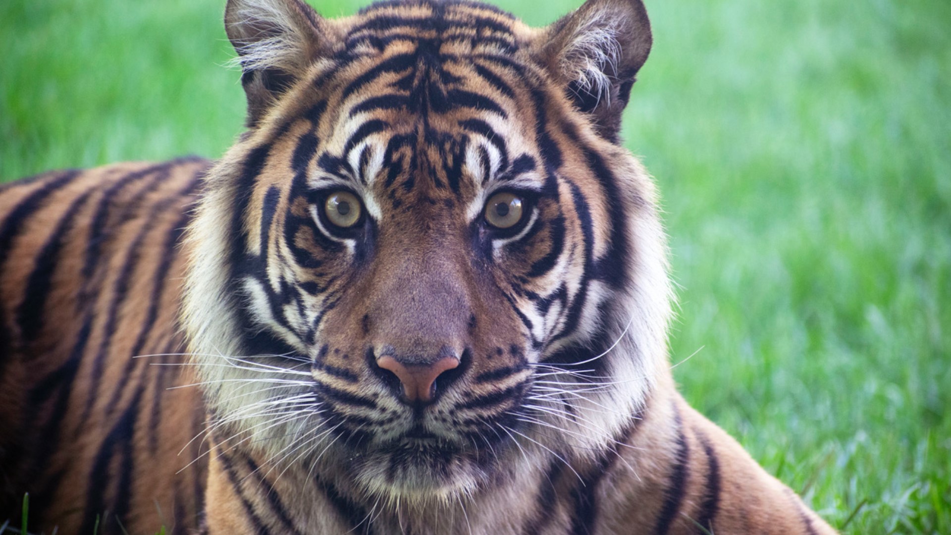 New tiger welcomed to Denver Zoo | 9news.com