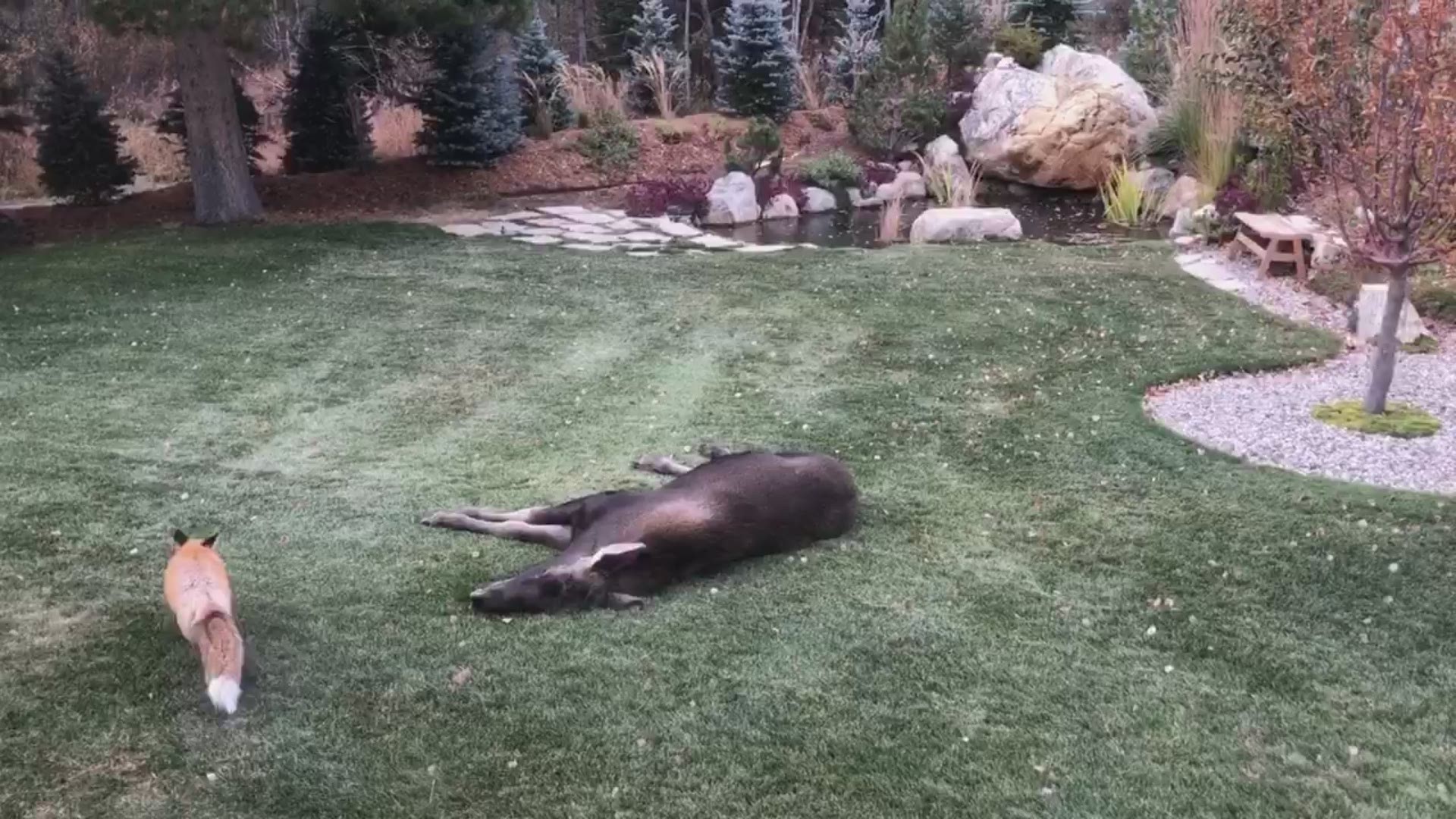 Frisco man spots fox, moose in his backyard | 9news.com