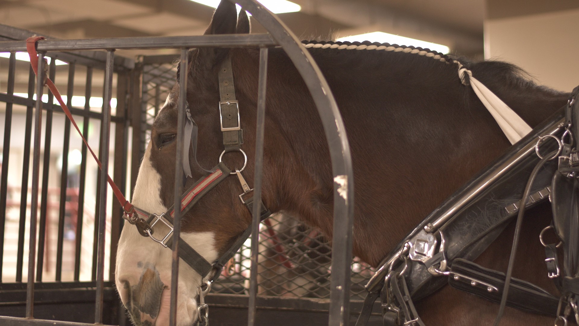 First woman to be rodeo director for National Western Stock Show ...