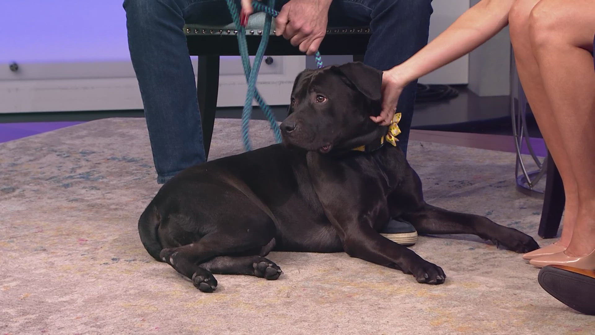 Petline9: Willow the lab mix is full of energy | 9news.com
