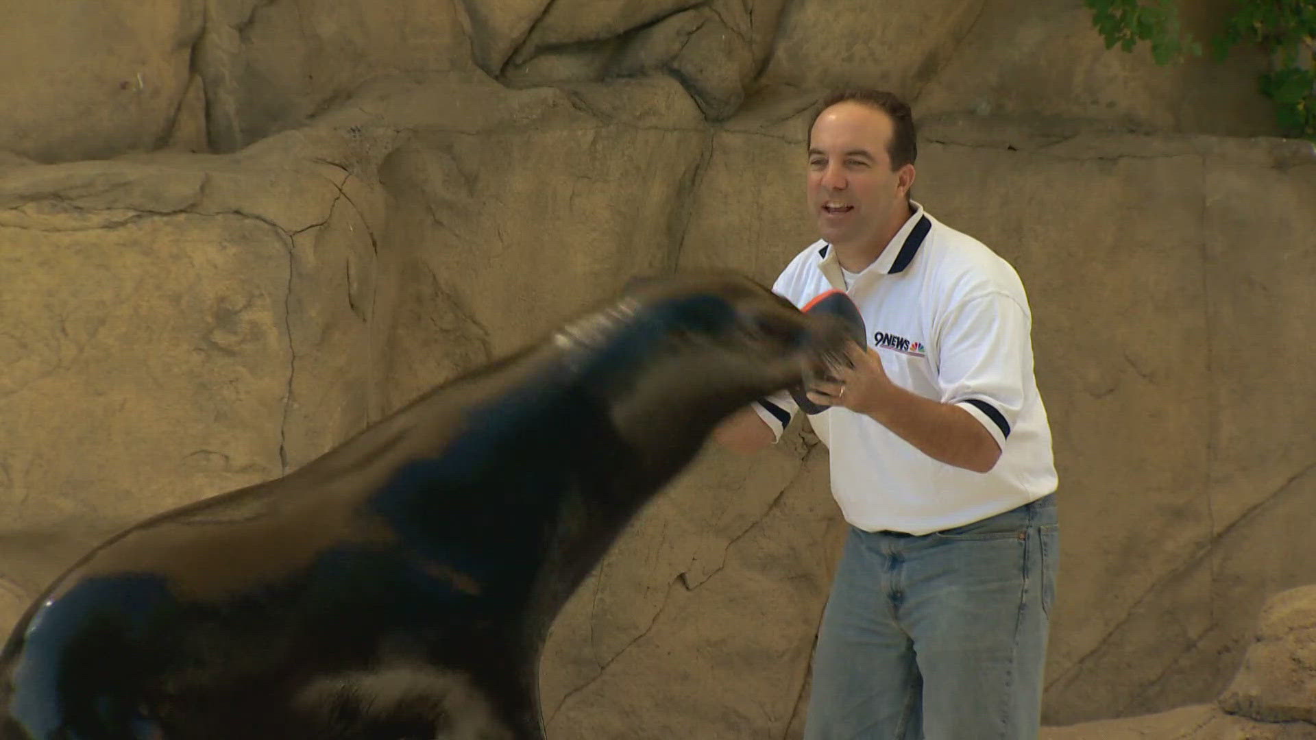 Denver Zoo's Nick the sea lion dies | 9news.com