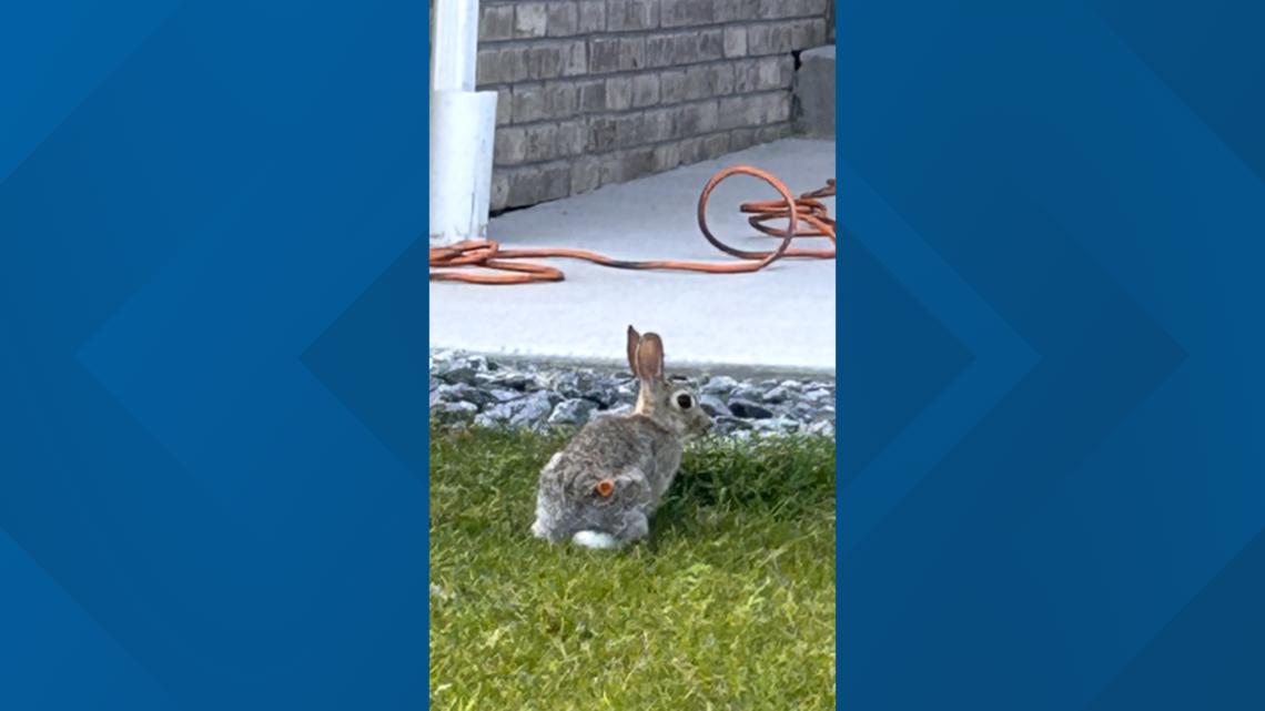 Aurora seeks help finding dart shooter targeting rabbits | 9news.com