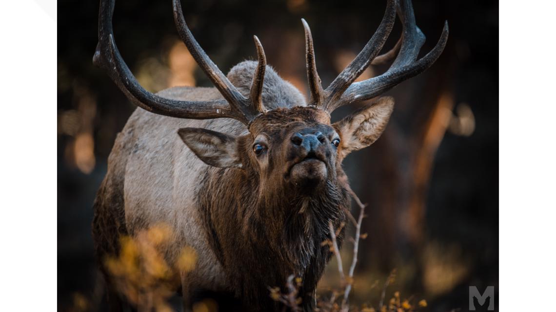 Photos by wildlife photographer Molly McCormick | 9news.com