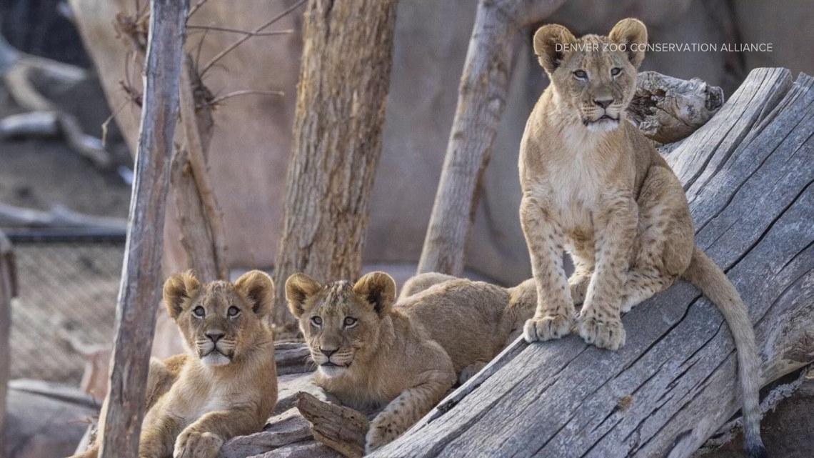 Lion cubs at Denver Zoo surpass 100 pounds | 9news.com