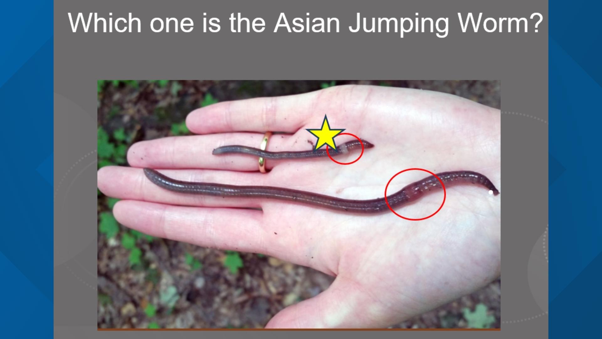 Asian jumping worm invasion spreads in Colorado | 9news.com