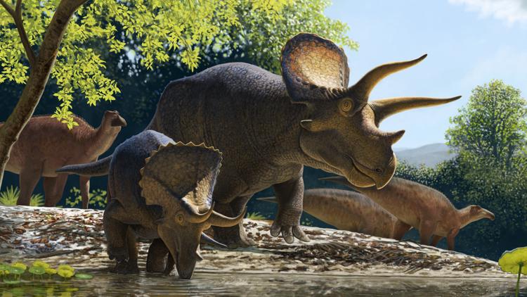 Denver museum exhibits one of the most complete Triceratops fossils ...
