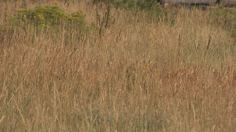 Full list of NBC commentators for the 2024 Paris Olympics | 9news.com
