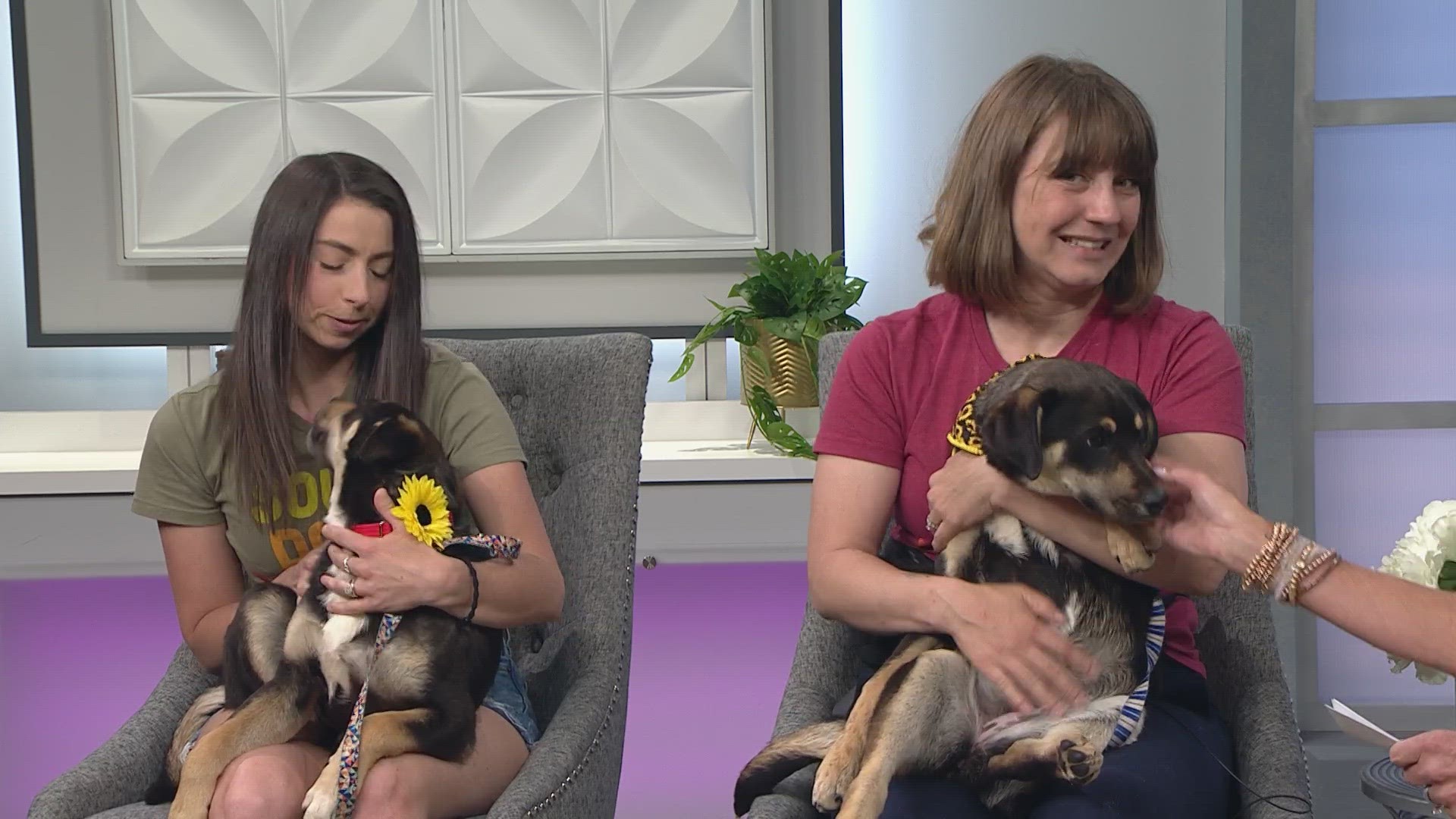 National Pet Day: Celebrating Dogs in Need of a Home | 9news.com