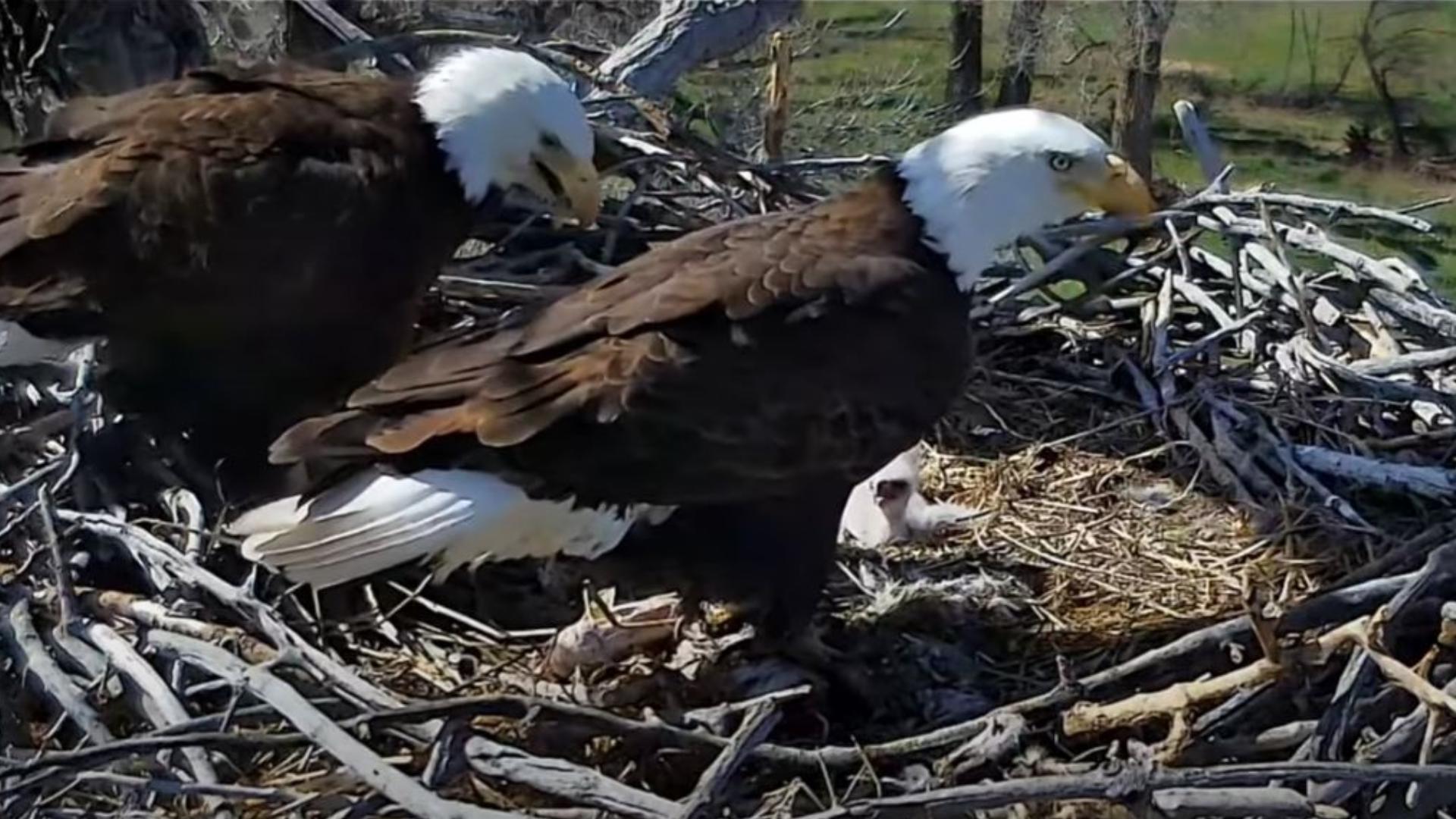 Fort St. Vrain eagles hatch three chicks | 9news.com